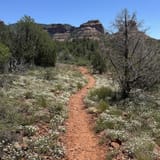 Wilson Mountain Trail, Arizona - 1,190 Reviews, Map | AllTrails