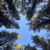 Bottle Lake Forest Blue Track, Canterbury, New Zealand - 238 Reviews ...