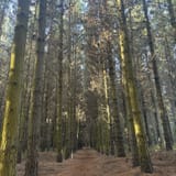 Bottle Lake Forest Blue Track, Canterbury, New Zealand - 238 Reviews ...