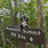 Hawksbill Loop Trail, Virginia - 4,485 Reviews, Map | AllTrails