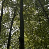 Thunder Swamp Trail, Pennsylvania - 50 Reviews, Map | AllTrails