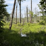 Thunder Swamp Trail, Pennsylvania - 50 Reviews, Map | AllTrails