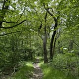 Hawksbill Loop Trail, Virginia - 4,529 Reviews, Map | AllTrails