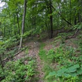 Redman Run Trail, West Virginia - 130 Reviews, Map | AllTrails