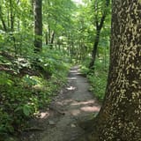 Mossy Ridge Trail, Tennessee - 6,909 Reviews, Map | AllTrails