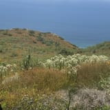 Ocean Overlook Loop, California - 1,003 Reviews, Map | AllTrails