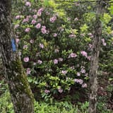 Springer Mountain, Georgia - 691 Reviews, Map | AllTrails