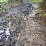 Epping Forest Main Path and Green Ride Circular, Essex, England - 1,242 ...