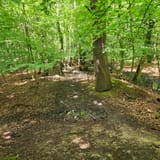 Epping Forest Main Path and Green Ride Circular, Essex, England - 1,242 ...
