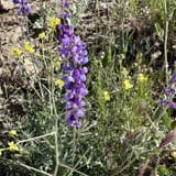 Kanaka Loop Trail, California - 904 Reviews, Map | AllTrails