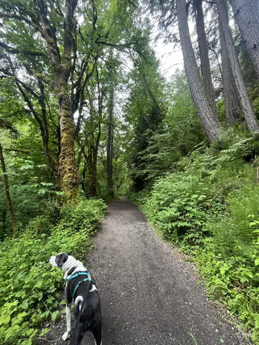 Best Forest Trails in Dupont | AllTrails