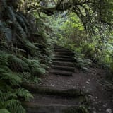Fern Canyon Loop, California - 3,411 Reviews, Map | AllTrails
