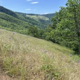 Weldon Wagon Road Trail, Washington - 532 Reviews, Map | AllTrails