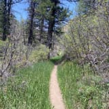 Spruce Canyon Trail, Colorado - 373 Reviews, Map | AllTrails