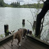 Waughop Lake Loop , Washington - 698 Reviews, Map | AllTrails