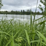 Waughop Lake Loop , Washington - 698 Reviews, Map | AllTrails