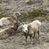 Columbia Icefield Campground to Wilcox Ridge Viewpoint, Alberta, Canada ...