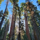 Congress Trail, California - 3,098 Reviews, Map | AllTrails