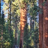 Congress Trail, California - 3,064 Reviews, Map | AllTrails