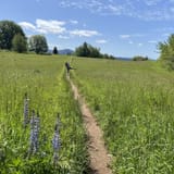 Cape Horn Loop Trail, Washington - 4,661 Reviews, Map | AllTrails