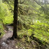 Middle Fork Snoqualmie River Trail, Washington - 1,105 Reviews, Map ...