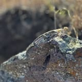 Link River Trail, Oregon - 559 Reviews, Map | AllTrails