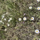 Colorow Mountain Forest and Meadow Loop Trail, Colorado - 595 Reviews ...