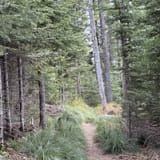 Mount Kit Carson Trail, Washington - 968 Reviews, Map | AllTrails
