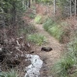 Mount Kit Carson Trail, Washington - 968 Reviews, Map | AllTrails