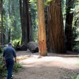 Stout Memorial Grove Trail, California - 2,510 Reviews, Map | AllTrails