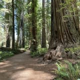 Stout Memorial Grove Trail, California - 2,510 Reviews, Map | AllTrails