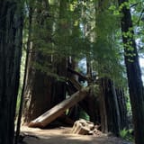 Stout Memorial Grove Trail, California - 2,510 Reviews, Map | AllTrails