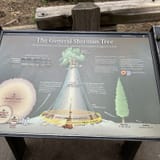 General Sherman Tree Trail, California - 2,916 Reviews, Map | AllTrails