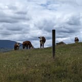 Long Gully Track Loop, Victoria, Australia - 58 Reviews, Map | AllTrails