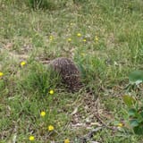 Long Gully Track Loop, Victoria, Australia - 58 Reviews, Map | AllTrails