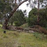 Long Gully Track Loop, Victoria, Australia - 58 Reviews, Map | AllTrails