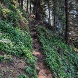 Natural Bridges Viewpoint Trail, Oregon - 717 Reviews, Map | AllTrails
