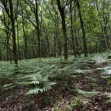 Ashdown Forest Extended Walk, East Sussex, England - 243 Reviews, Map ...