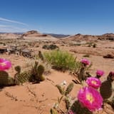 Cosmic Ashtray via Volcano Trail, Utah - 511 Reviews, Map | AllTrails