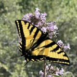 Johnsondale Bridge River Trail, California - 719 Reviews, Map | AllTrails