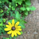 Pin-Chin-Sky Loop, Alabama - 677 Reviews, Map | AllTrails