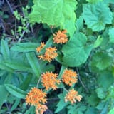 Pin-Chin-Sky Loop, Alabama - 664 Reviews, Map | AllTrails