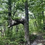 Pin-Chin-Sky Loop, Alabama - 677 Reviews, Map | AllTrails