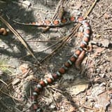 Pin-Chin-Sky Loop, Alabama - 677 Reviews, Map | AllTrails