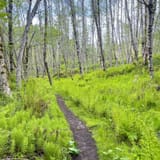 Hummocks Trail, Washington - 1,029 Reviews, Map | AllTrails