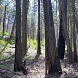 Carlon Falls Trail, California - 1,161 Reviews, Map | AllTrails