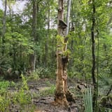 Moon Seed Loop, Louisiana - 389 Reviews, Map | AllTrails