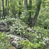 Lewis Spring Falls Trail, Virginia - 1,546 Reviews, Map | AllTrails