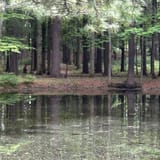 Dow Gardens Canopy Walk, Michigan - 138 Reviews, Map | AllTrails