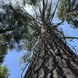 Grass Lake, California - 494 Reviews, Map | AllTrails